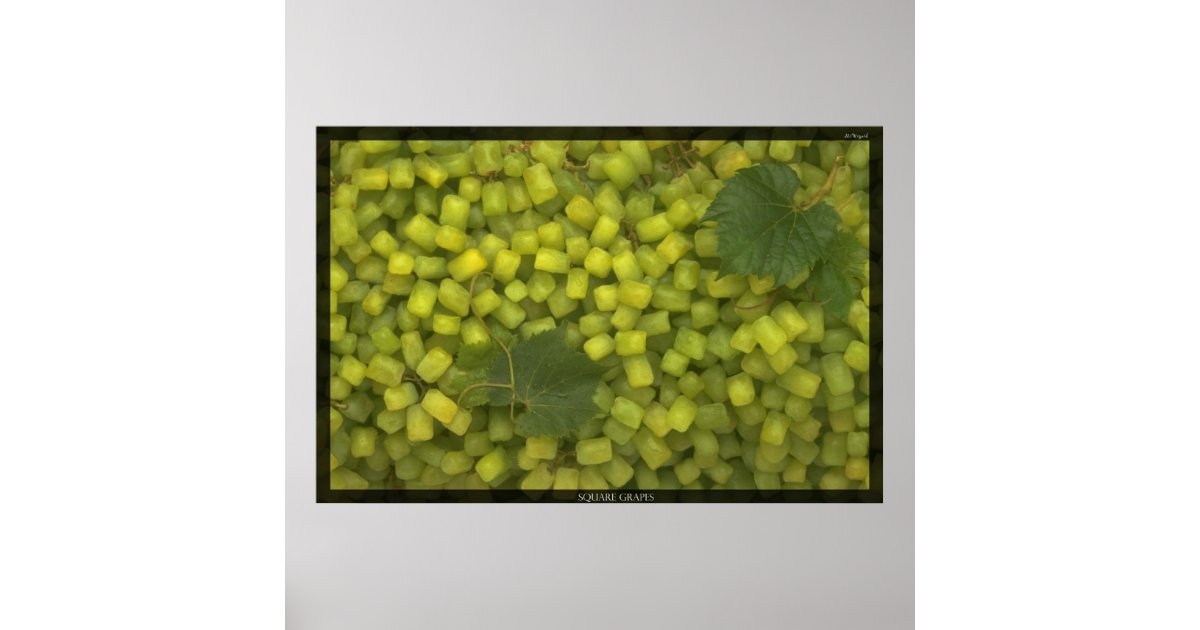 Square Grapes Poster | Zazzle