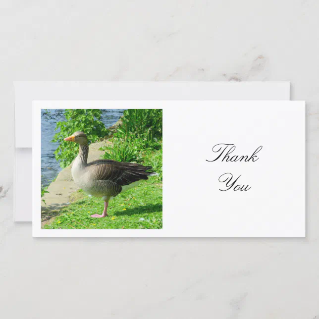 Square Photo - Greylag Goose Thank You Card | Zazzle