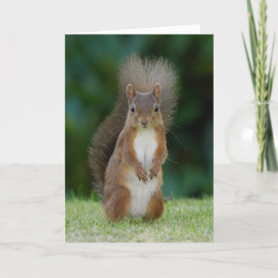 Squirrel Cards | Zazzle UK