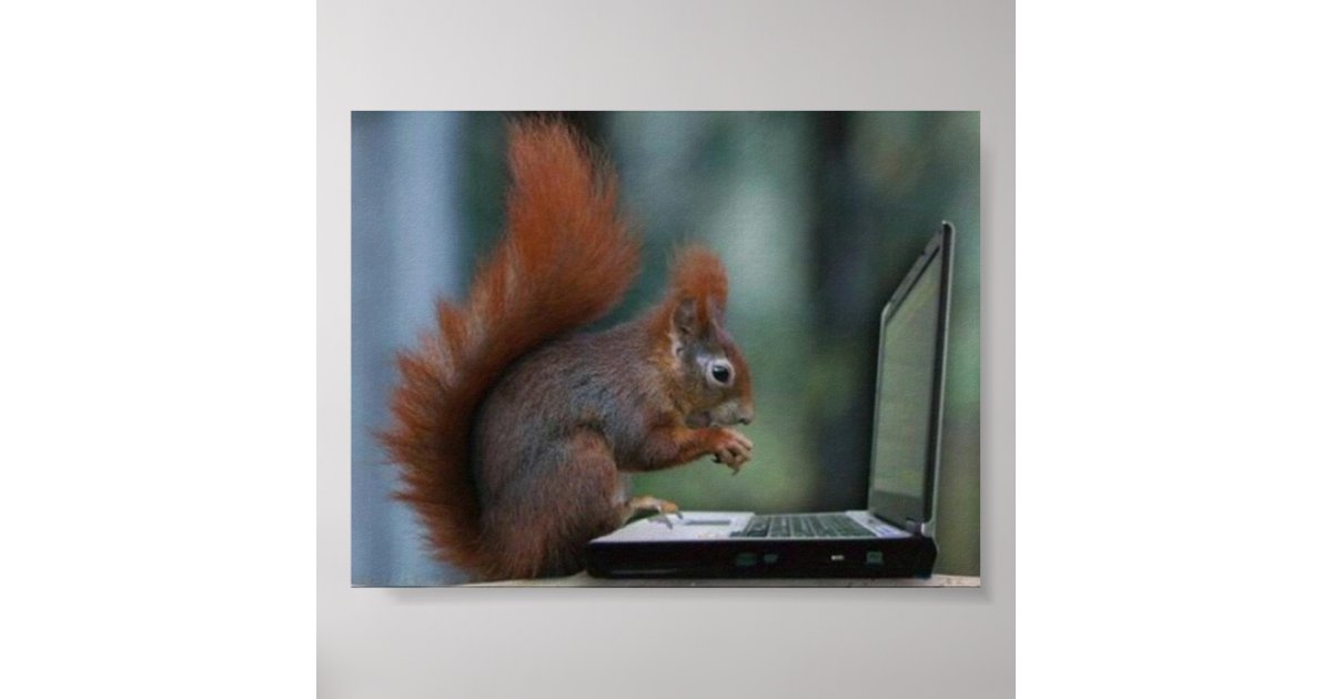 Squirrel on Laptop Poster | Zazzle