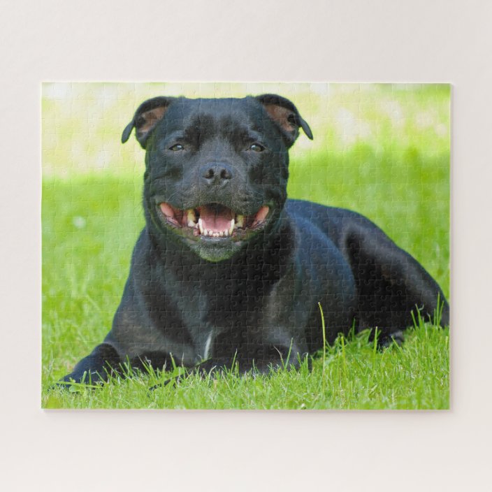 Staffordshire Bull Terrier Dog. Jigsaw Puzzle | Zazzle.co.uk