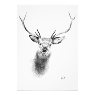 Stag Posters & Prints | Zazzle UK