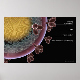 Cell Structure Posters | Zazzle.co.uk