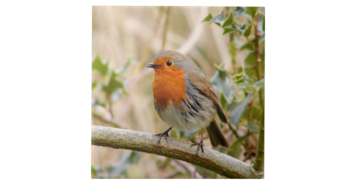 Stunning Robin Tile | Zazzle
