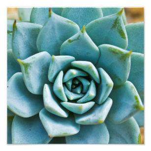 Aqua And Brown Posters & Prints | Zazzle UK