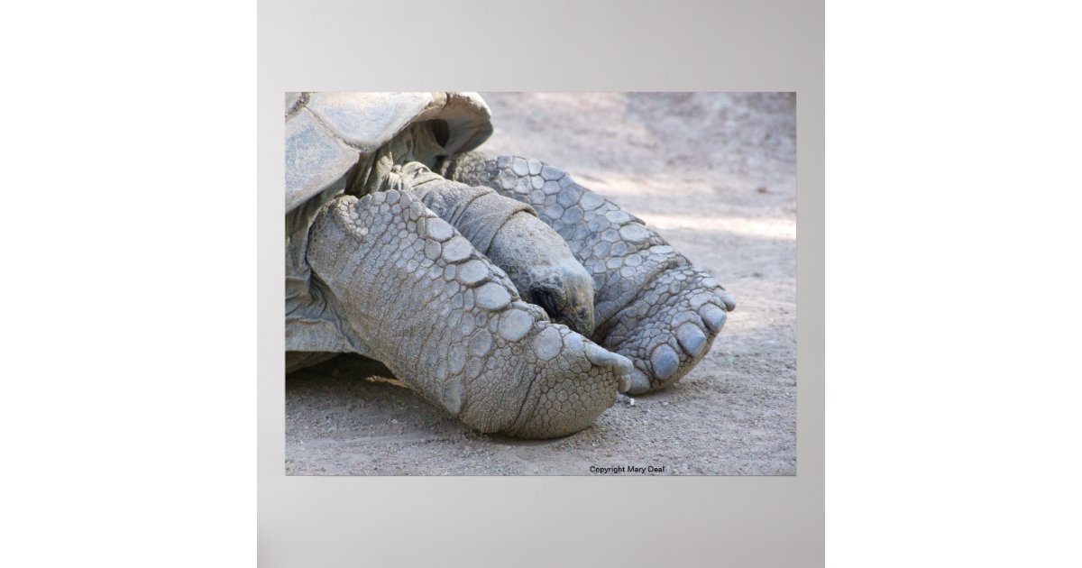 Sulcata Tortoise Poster | Zazzle