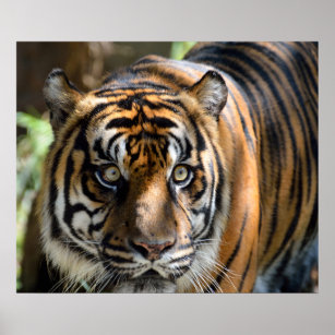 Sumatran Tiger Posters & Prints | Zazzle UK