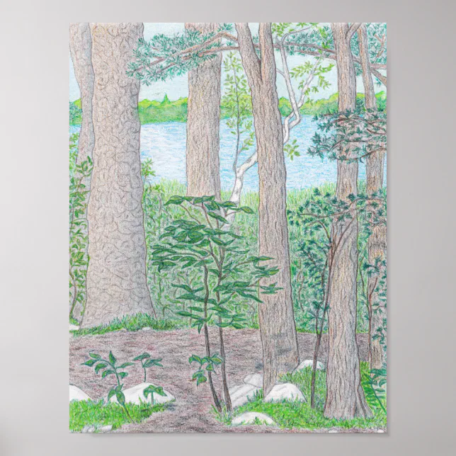 Summer Lake with Woods Colored Pencil Drawing Poster | Zazzle