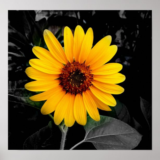 Sunflower Posters & Prints | Zazzle UK
