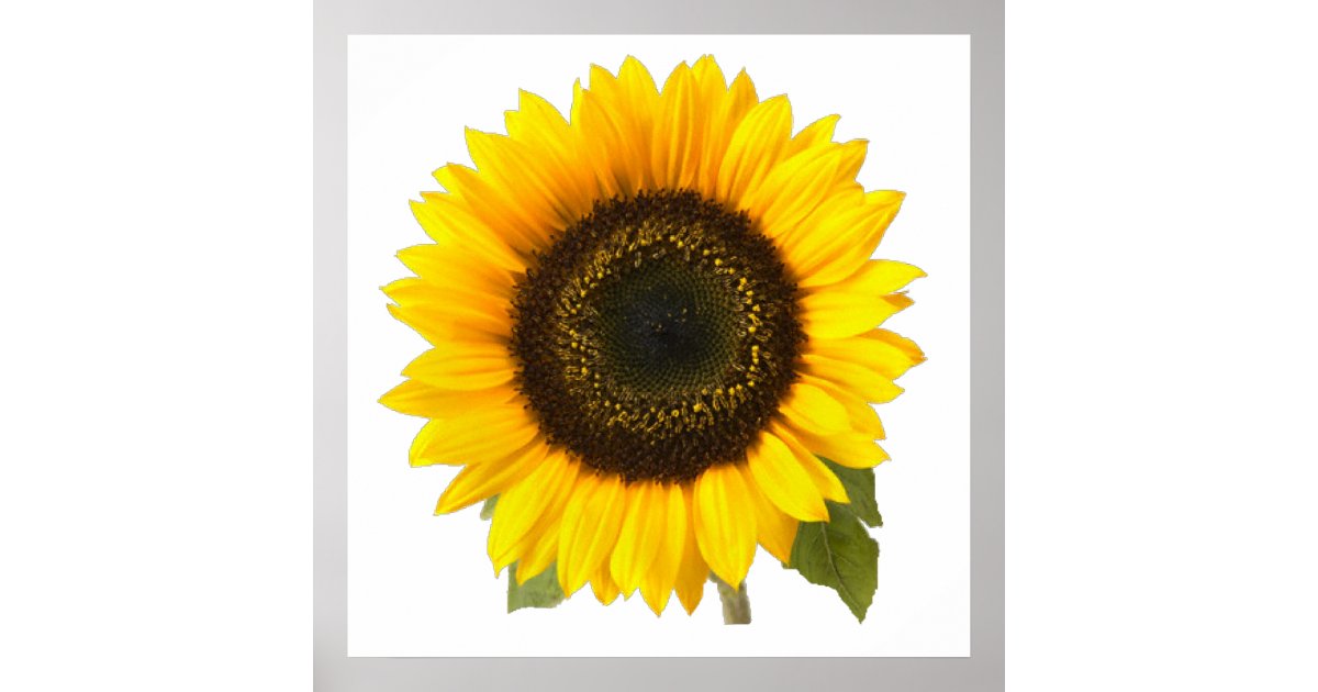 Sunflower Poster | Zazzle