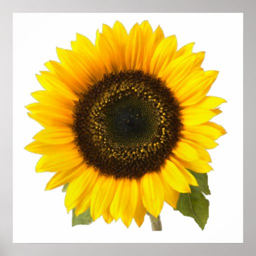 Sunflower | Zazzle