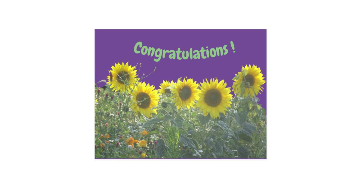 Sunflowers Congratulations Postcard | Zazzle.co.uk