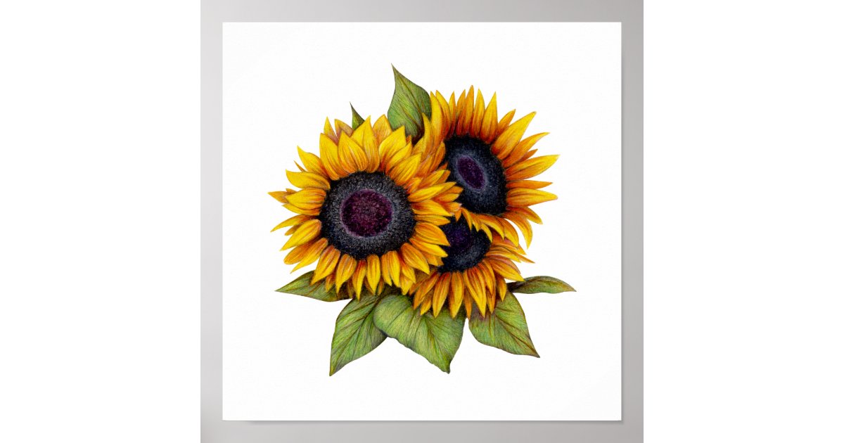 Sunflowers Poster | Zazzle
