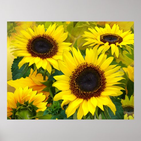 Sunflower Posters & Prints | Zazzle UK