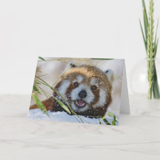 Red Panda Gifts - T-Shirts, Art, Posters & Other Gift Ideas | Zazzle