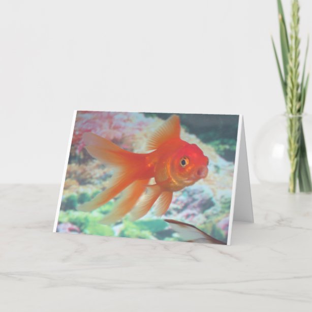 Goldfish Cards | Zazzle UK