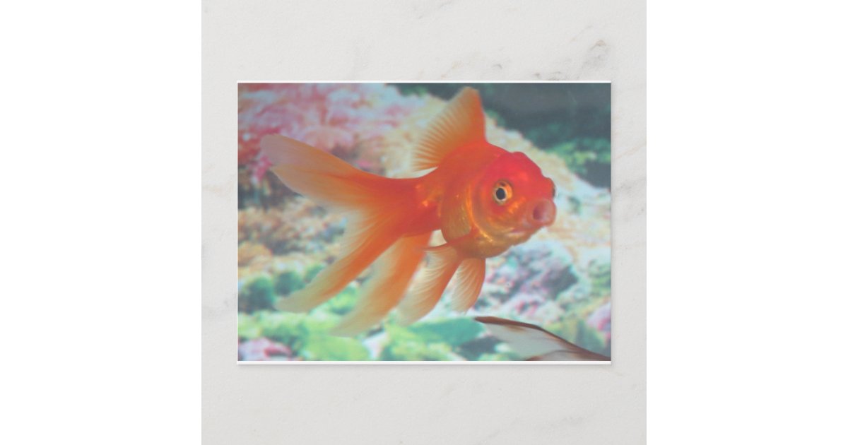 Talking Goldfish Postcard | Zazzle