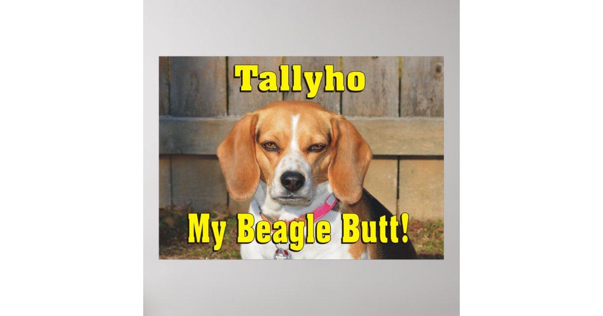 Tallyho My Beagle Butt! Grumpy Beagle Poster | Zazzle