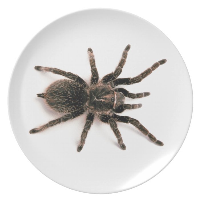 Tarantula Spider Dinner Plate. Plate | Zazzle.co.uk