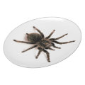 Tarantula Spider Dinner Plate. Plate | Zazzle