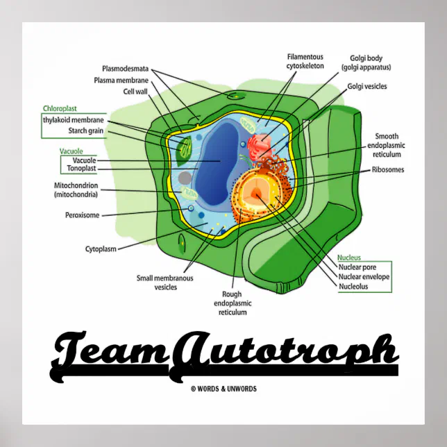 Team Autotroph (Plant Cell Biology) Poster | Zazzle