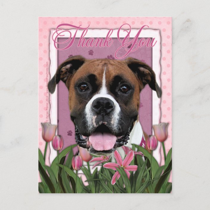 Thank You - Boxer - Vindy Postcard | Zazzle.co.uk
