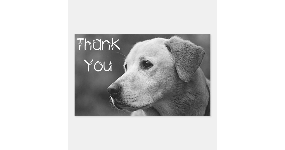 Thank You Labrador Retriever Puppy Dog Sticker | Zazzle