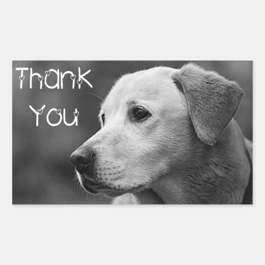 Thank You Labrador Retriever Puppy Dog Sticker | Zazzle.co.uk