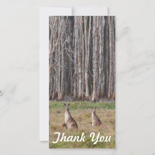 Kangaroo Cards | Zazzle UK