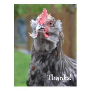 Chicken Thank You Cards | Zazzle UK