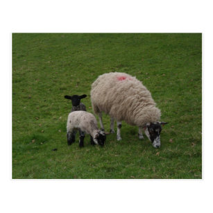 Black Sheep Postcards | Zazzle UK