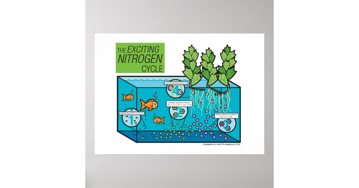 The Exciting Nitrogen Cycle Poster | Zazzle
