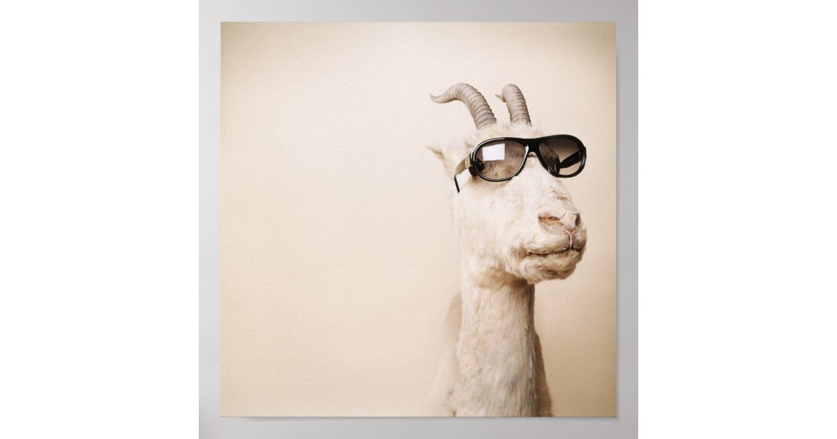 The goat poster | Zazzle