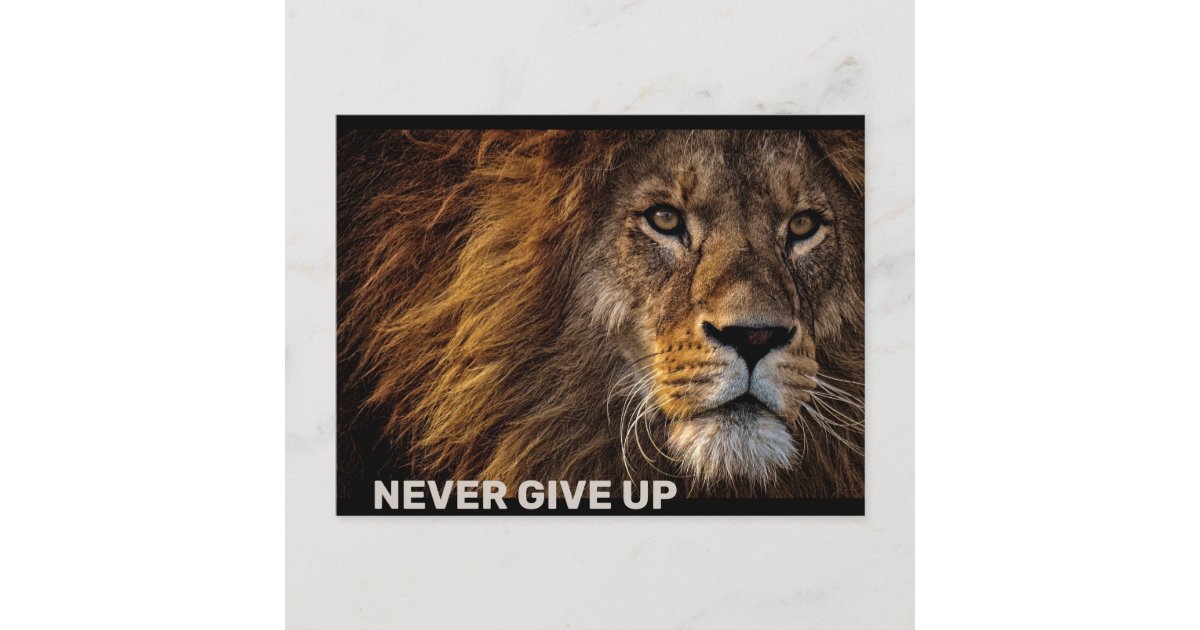 The Lion - Never Give Up Postcard | Zazzle