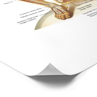 The Muscular System Anatomy Poster 18 X 24 | Zazzle