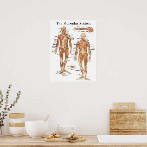The Muscular System Anatomy Poster 18 X 24 | Zazzle