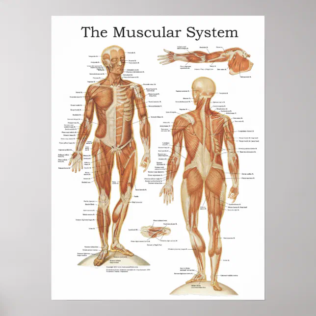 The Muscular System Anatomy Poster 18 X 24 | Zazzle