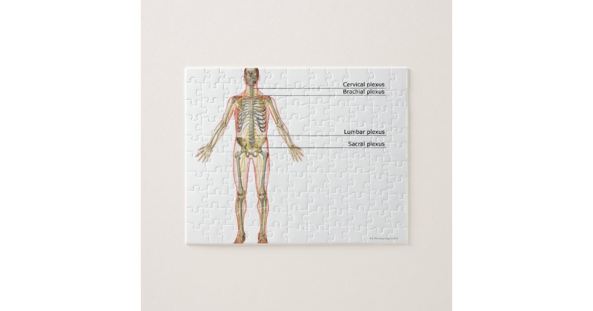 The Nervous System 2 Jigsaw Puzzle | Zazzle