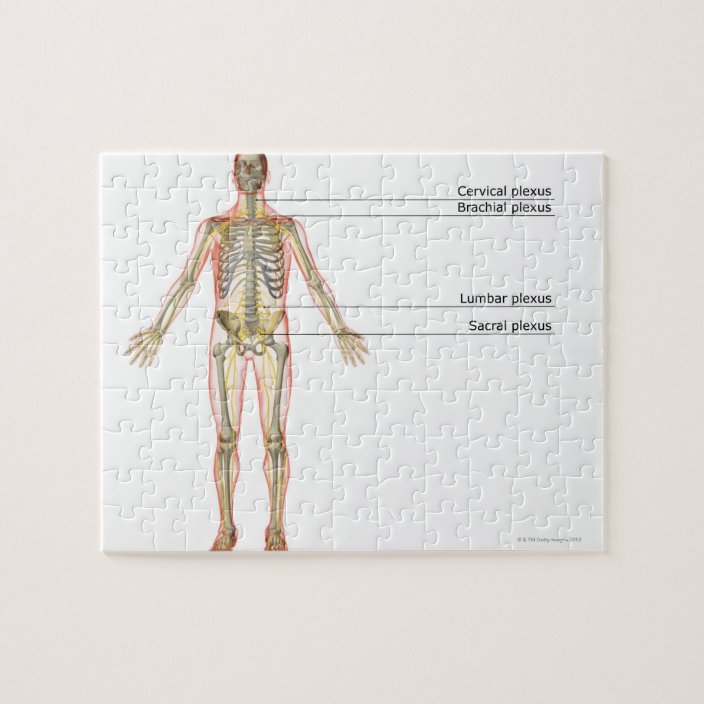 The Nervous System 2 Jigsaw Puzzle | Zazzle.co.uk