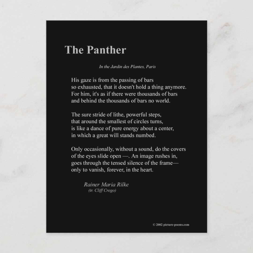 THE PANTHER POSTCARD | Zazzle