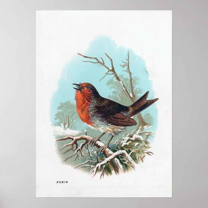 The Robin Vintage Bird Illustration Poster | Zazzle.co.uk