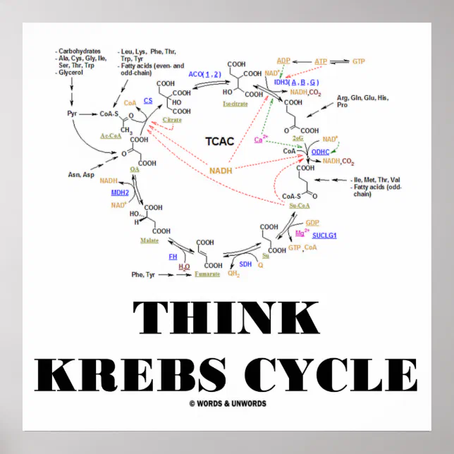 Think Krebs Cycle (Citric Acid Cycle - TCAC) Poster | Zazzle