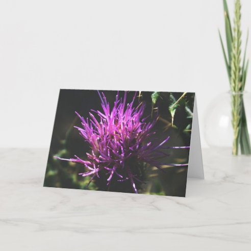Thistle Cards | Zazzle UK