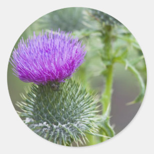 Thistle Stickers & Labels | Zazzle UK
