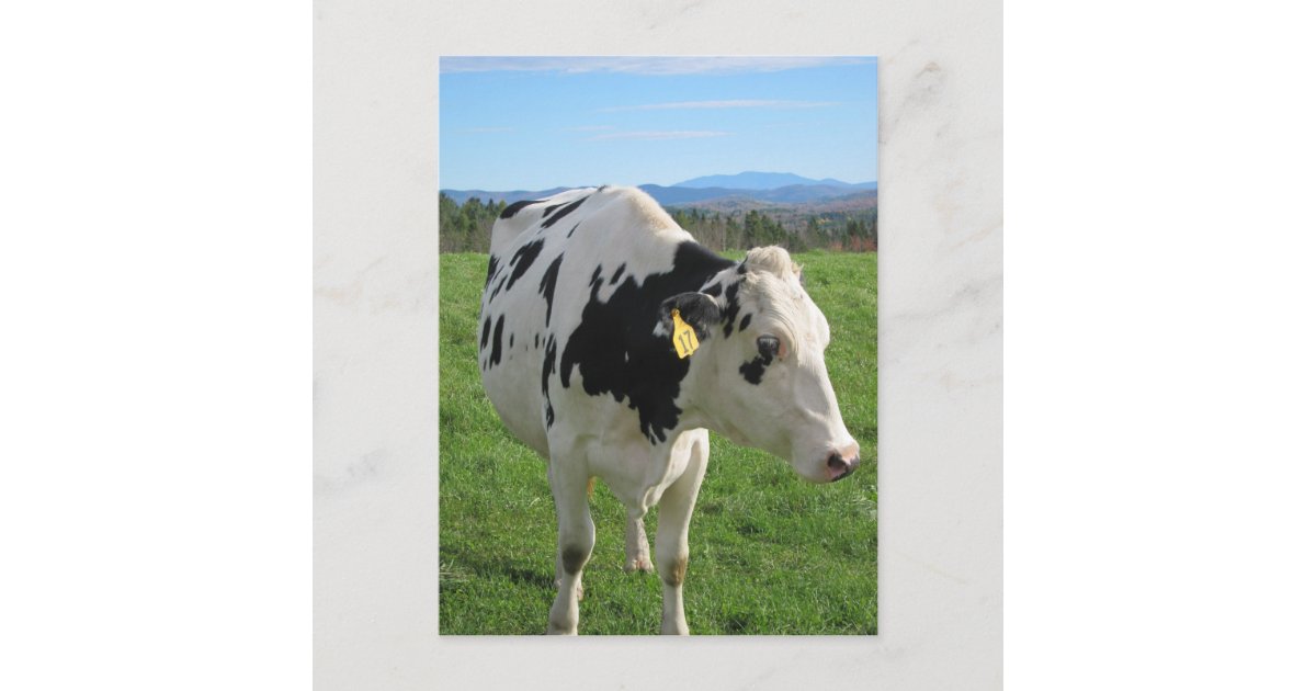 Three Legged Cow Postcard | Zazzle