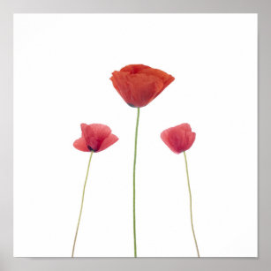 Beautiful Poppies Posters & Prints | Zazzle UK