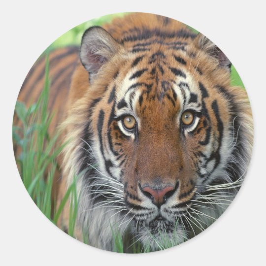 Tiger Classic Round Sticker | Zazzle.co.uk
