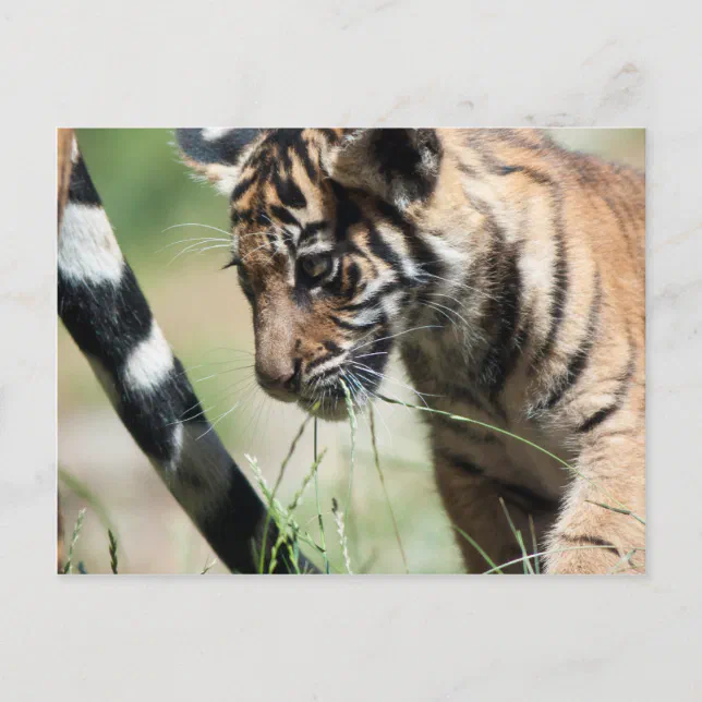 Tiger cub postcard | Zazzle