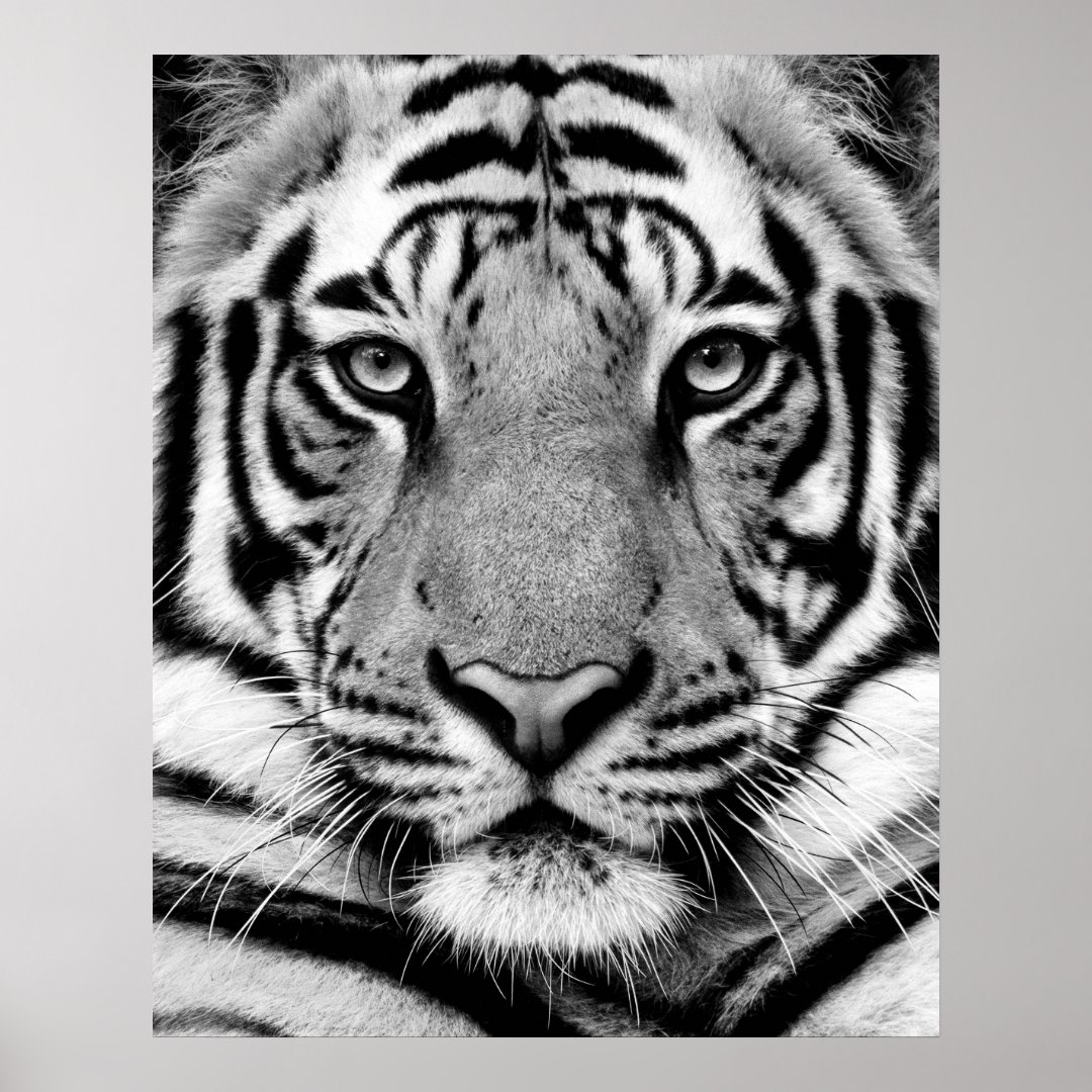 Tiger Face Poster | Zazzle