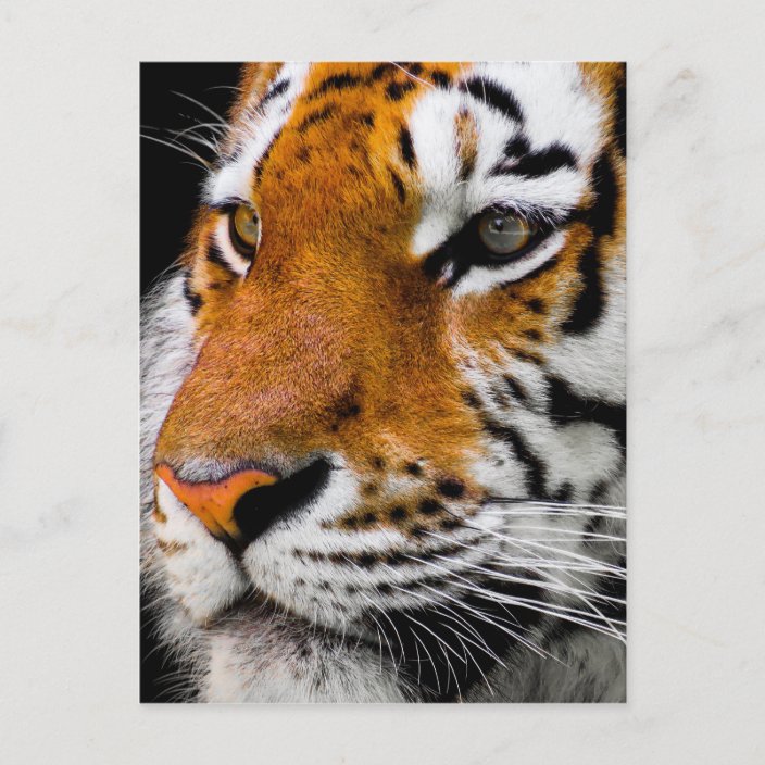 Tiger Postcard | Zazzle.co.uk